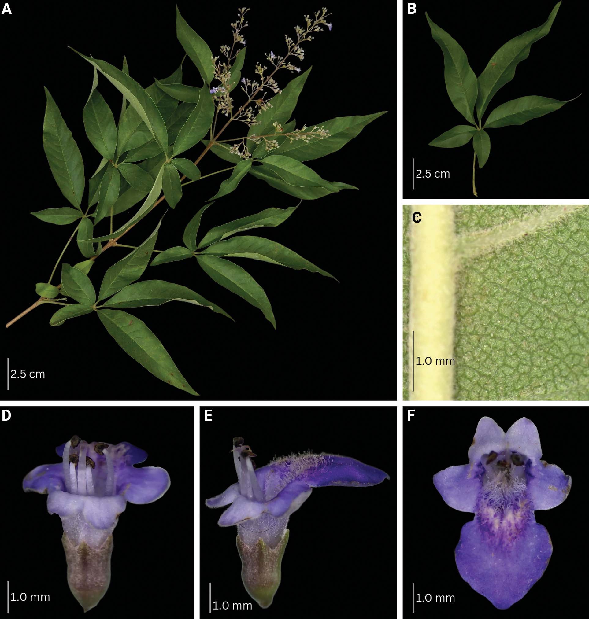 Two species belonging to the group of species commonly known as lagundi ...