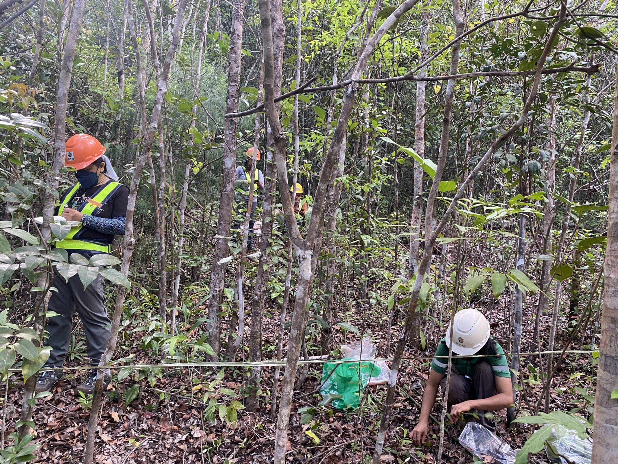 Ultramafic forests can help mitigate greenhouse gas accumulation by ...